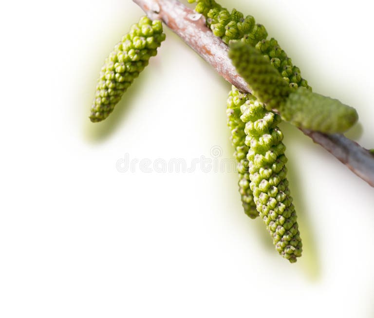 Young Kidney of the Walnut Tree Stock Photo - Image of twig, brown ...