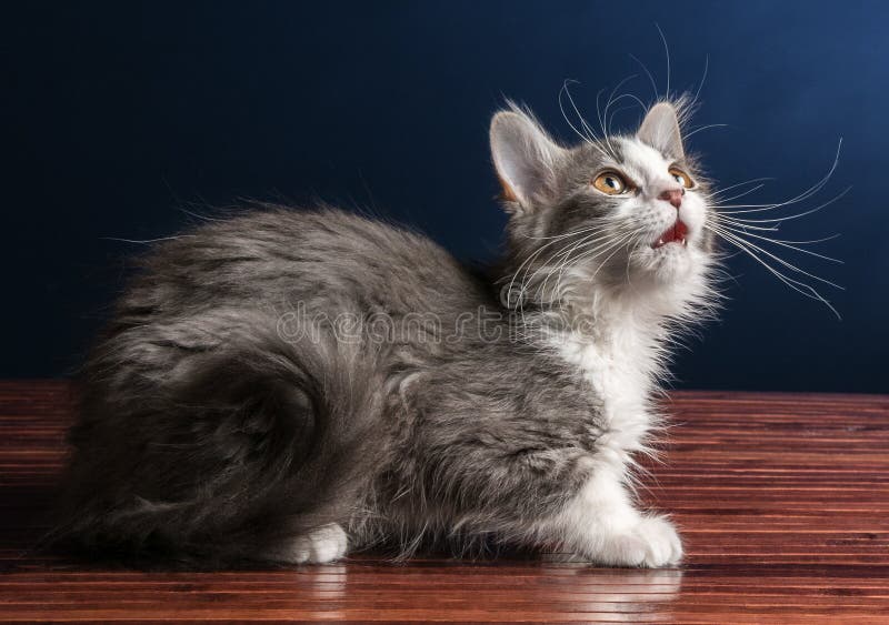 Young Kitten Cat Looking Up Stock Photo - Image of curious, mouth: 36807972