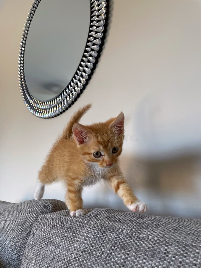 Cat - Feline - Young Kitten Stock Image - Image of young, exploring ...