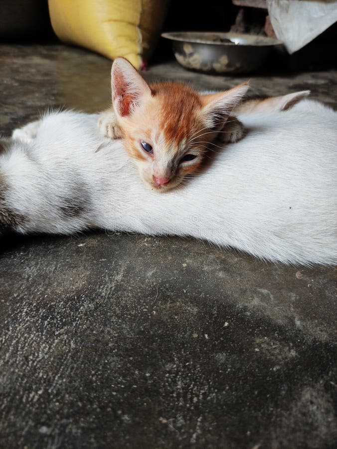 Cute Young Kitten Sleeping on Mother S Back Stock Image - Image of ...