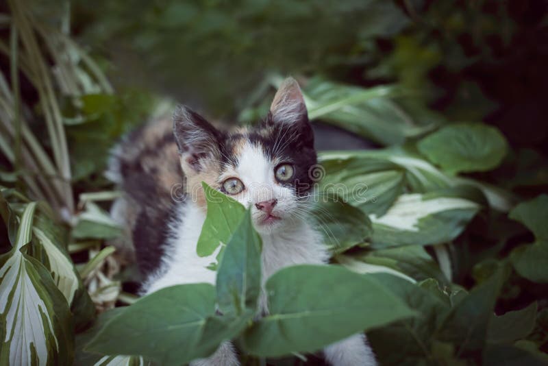 Young Kitten is Having Fun in the Grass Stock Image - Image of mammal ...
