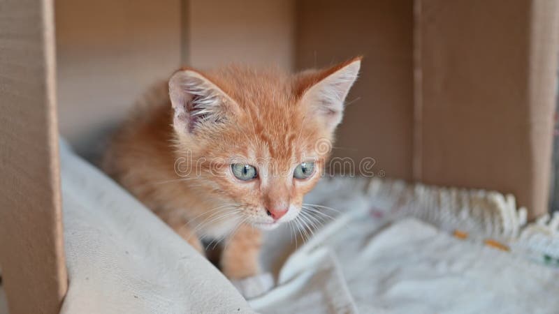 Young Kitten Seen Inside Box Shot Up Close Stock Video - Video of young ...