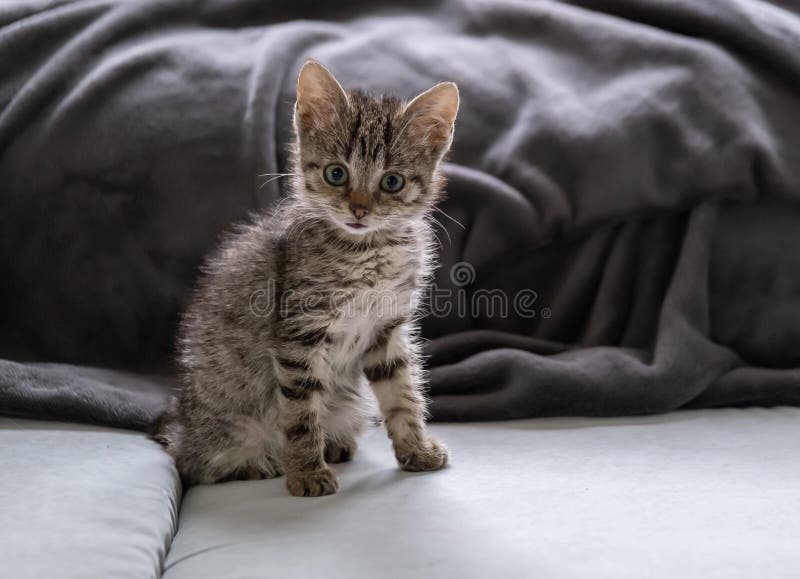 Young Kitten Sitting on Couch Stock Image - Image of domestic, adorable ...