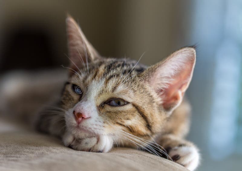 Super Sleepy Kitty stock photo. Image of kittycat, kittykat - 107243424