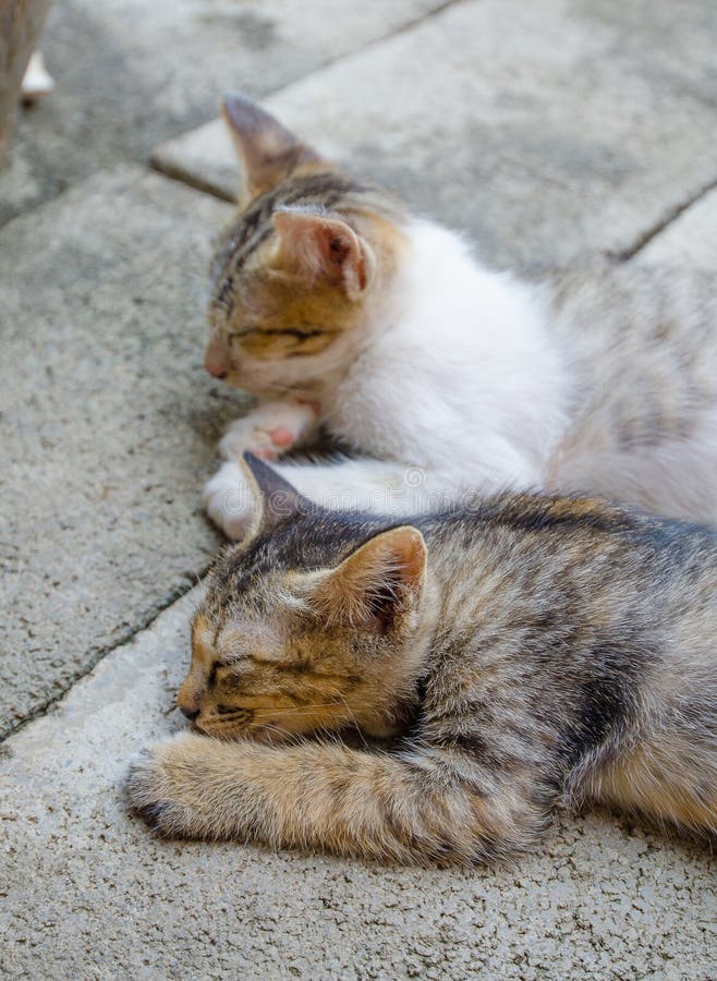 Young kittens sleep stock image. Image of comfortable - 71904263