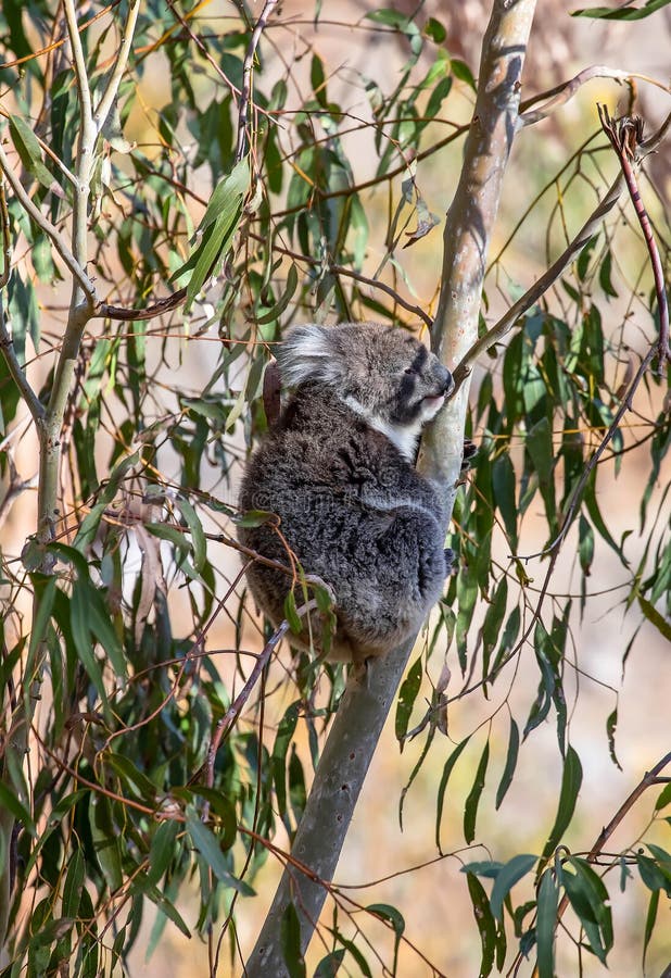 The Koala is Climbing on a Tree Branch Stock Photo - Image of tree ...