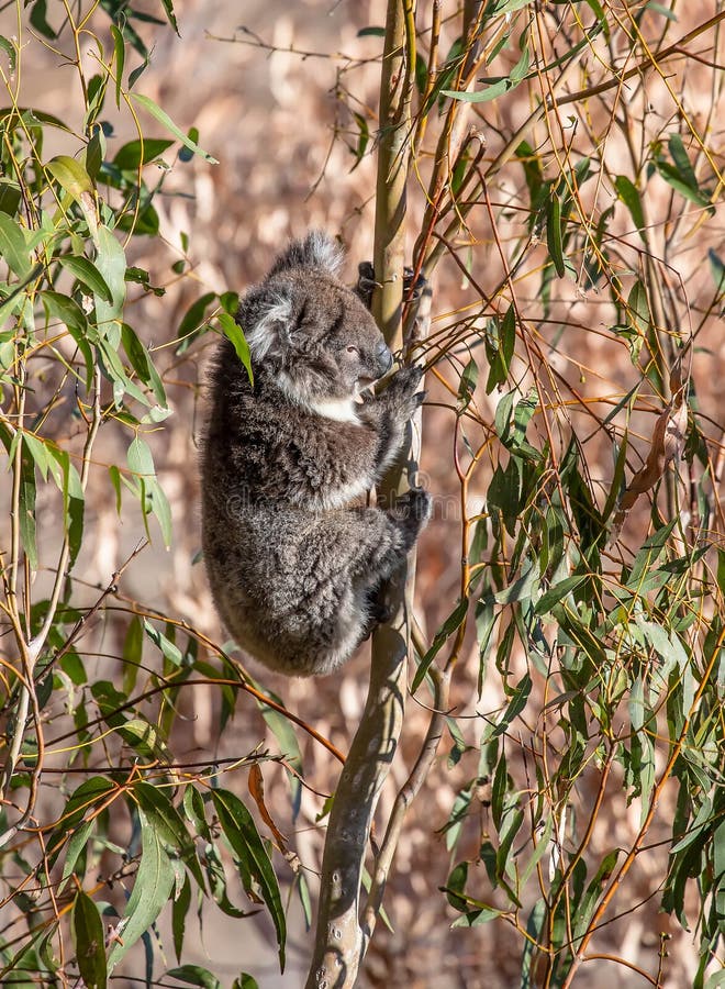 The Koala is Climbing on a Tree Branch Stock Photo - Image of animals ...