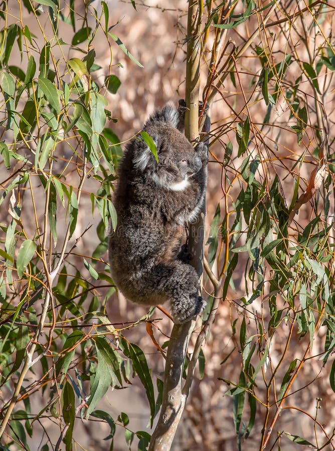 The Koala is Climbing on a Tree Branch Stock Photo - Image of tree ...