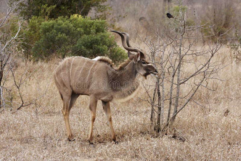 Kudu Ewe on Alert in the Bushveld Stock Photo - Image of herbivore ...