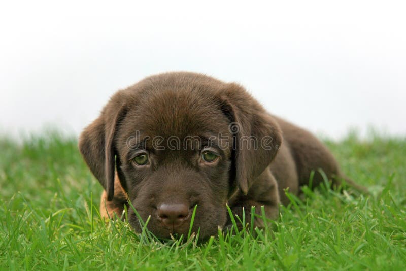 Young Labrador stock photo. Image of canine, brown, puppy - 1422128