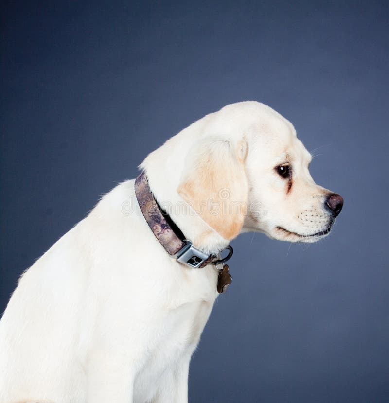 Yellow Labrador Retriever Side Profile Stock Photos - Free & Royalty ...