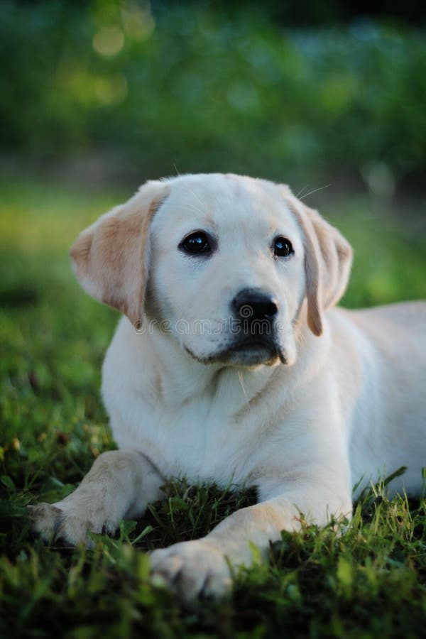 Young labrador dog stock image. Image of puppy, labrador - 22903341