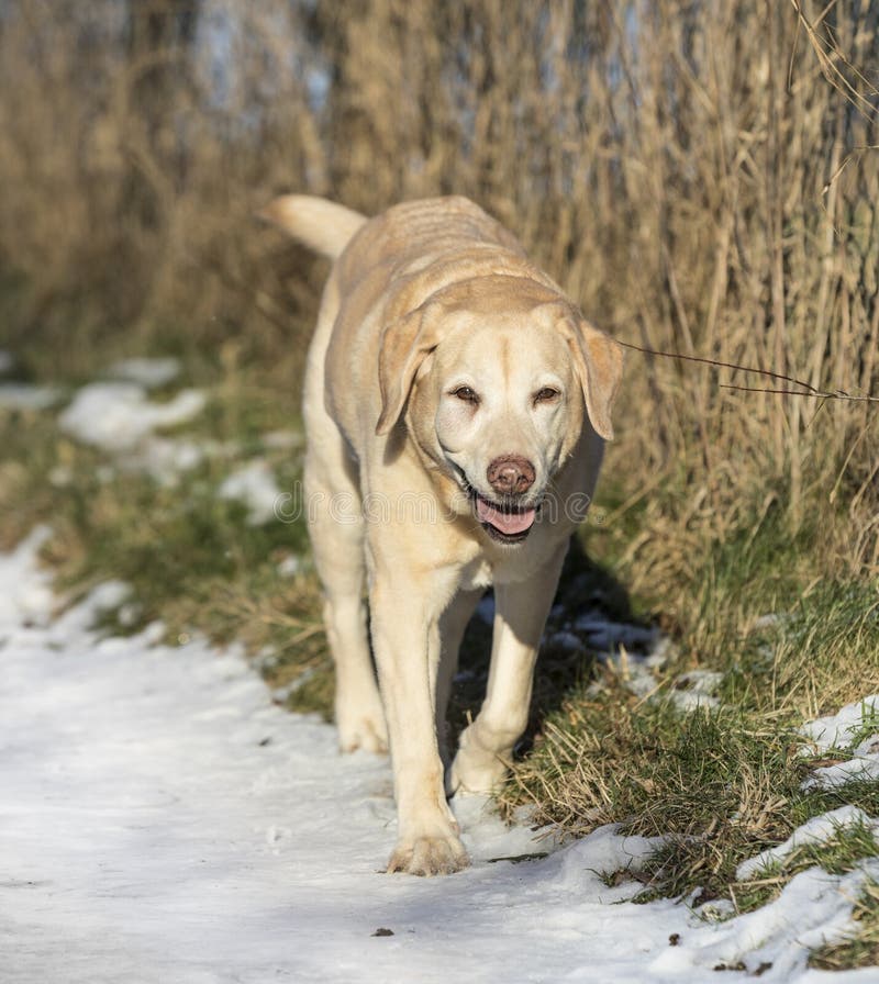 Young Labrador Dog Enjoys the Snow Covered Field Stock Photo - Image of ...