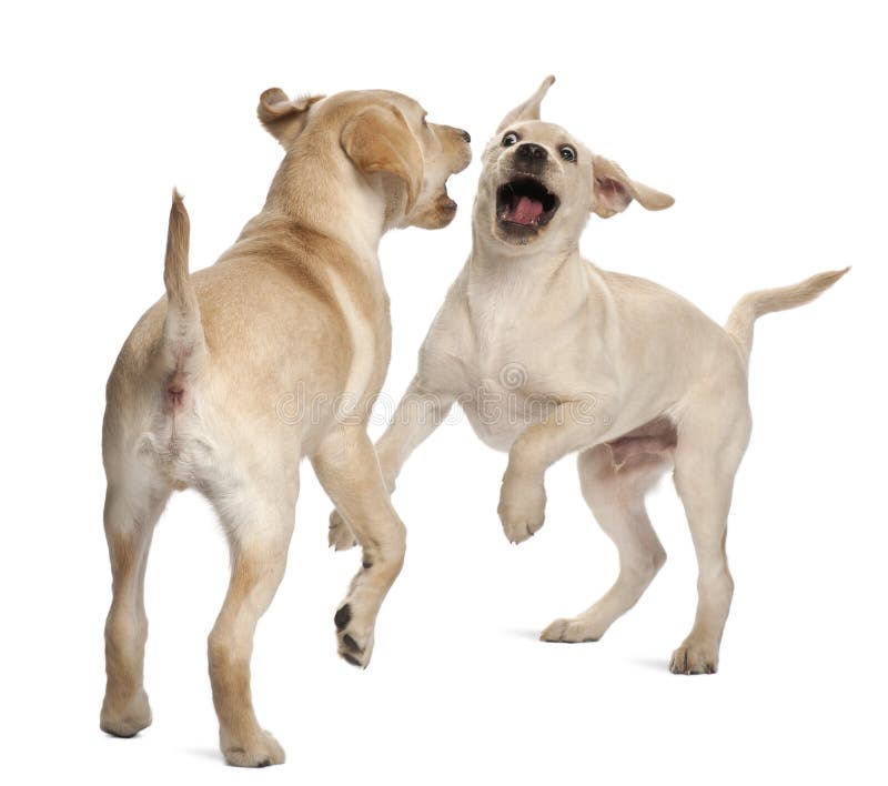 Can Labrador Retrievers Fight