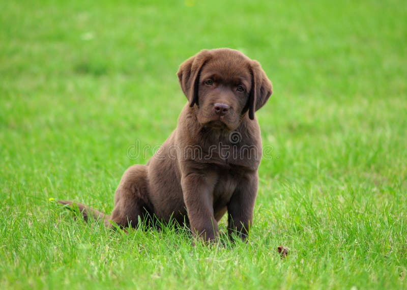 Young Labrador Retriever Puppy Stock Photo - Image of playful, family ...