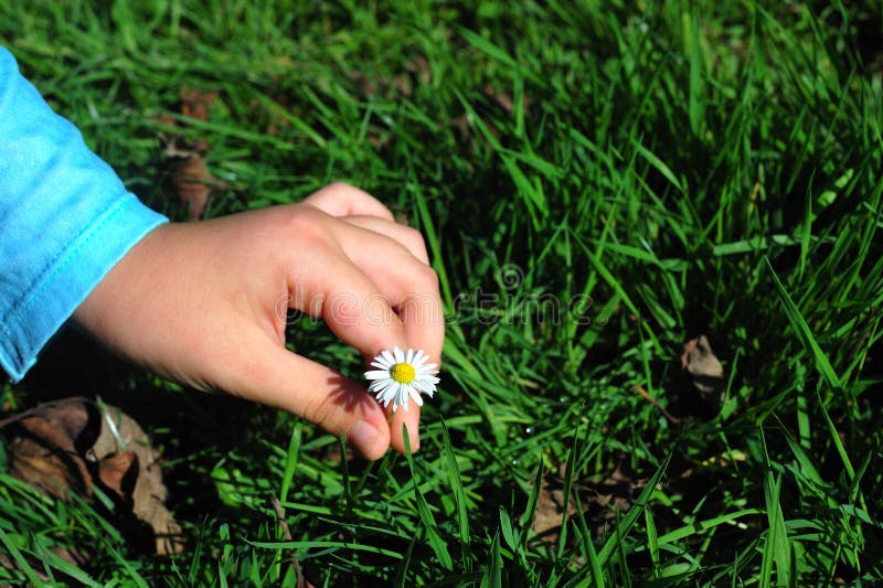 Young Lady Picking a Flower Stock Image - Image of young, pick: 6996737