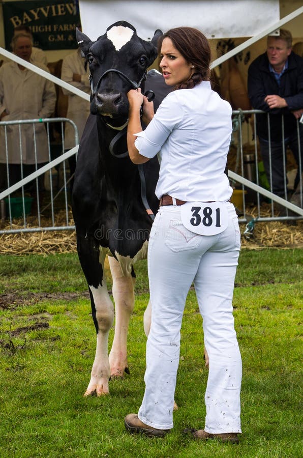 Young lady showing cattle editorial stock photo. Image of crowd - 26069253