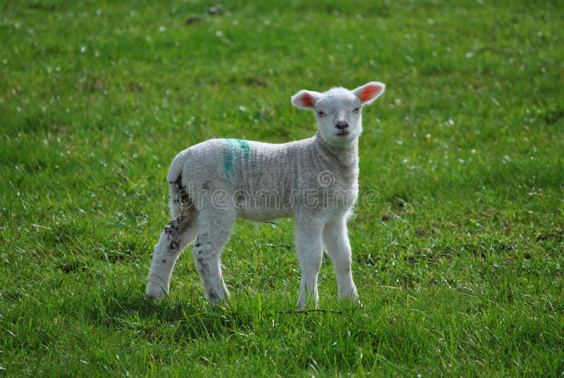Sheep sore leg stock image. Image of wool, scene, sheep - 32466997