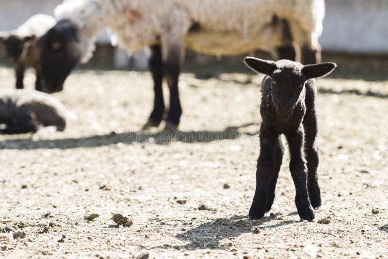 Young lamb stock photo. Image of agriculture, baby, sheep - 29175318