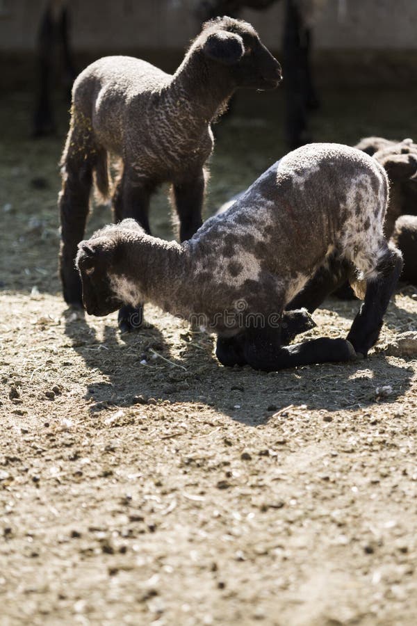 Young lamb stock photo. Image of domestic, ocis, farm - 29175550