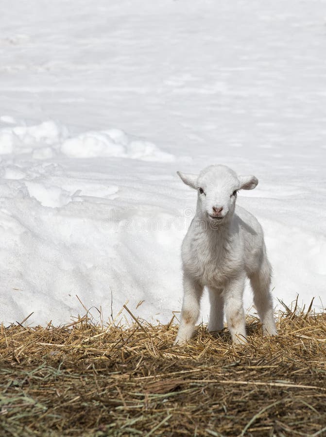 Young lamb stock image. Image of healthy, barnyard, lamb - 30939733