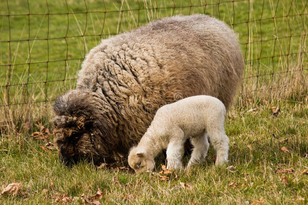 Young Lamb with Ewe Mother Sheep Stock Photo - Image of farming, meadow ...
