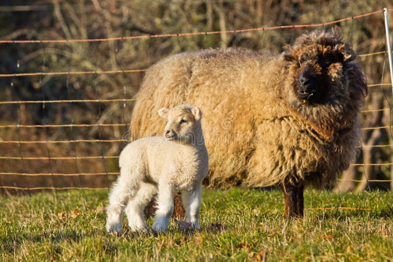 Young Lamb with Ewe Mother Sheep Stock Image - Image of farm, care ...