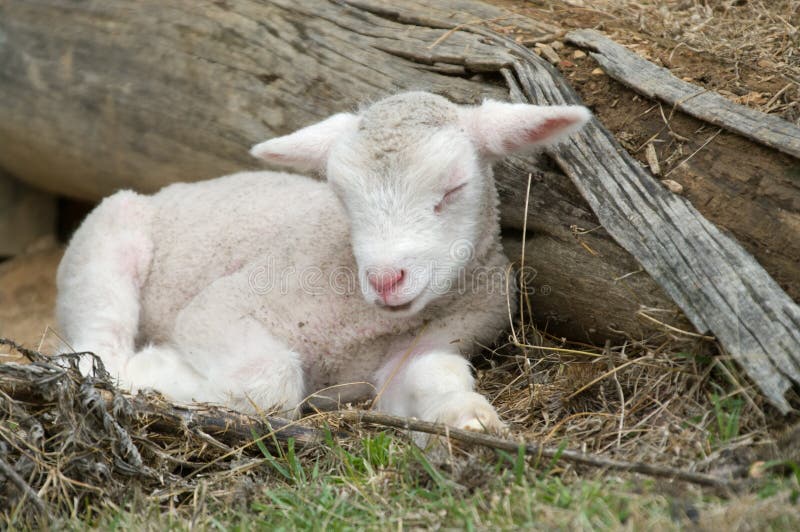 Lamb stock photo. Image of pure, frolic, sheep, animal - 6940546