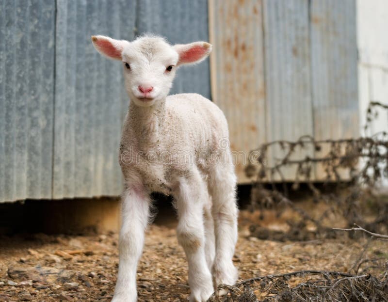 Young baby lamb stock photo. Image of animal, farm, infant - 6341574