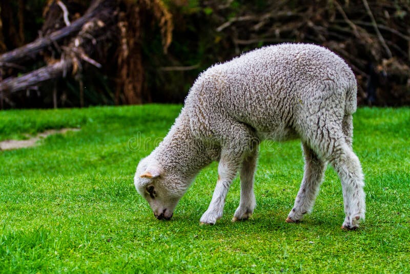 Young Lamb Grazing on Fresh Spring Grass Stock Image - Image of grazing ...