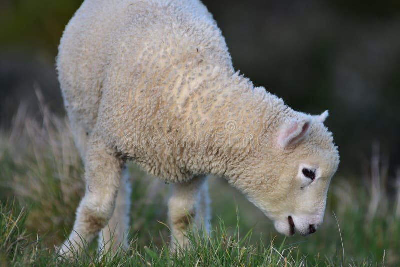Sheep With Open Mouth