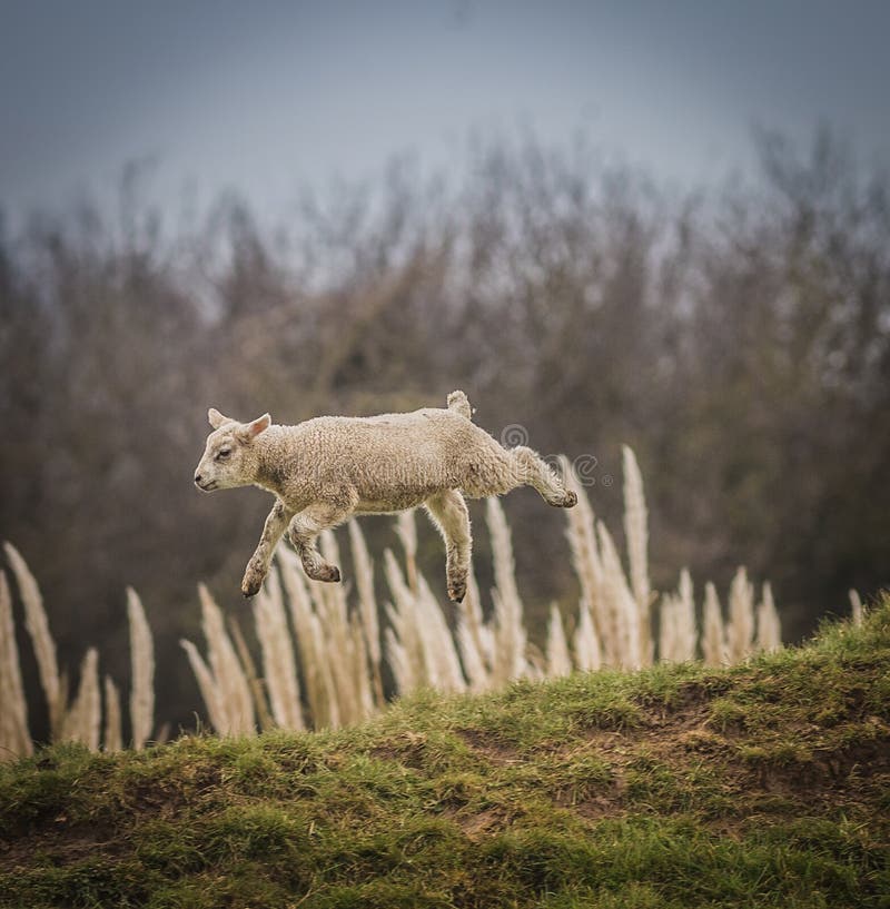 Young Lamb Leaping in the Air. Stock Image - Image of lamb, solo: 208995407