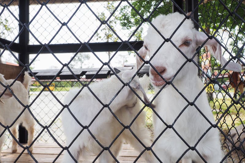 Lamb in a cage stock image. Image of sheep, flock, iron - 89957563