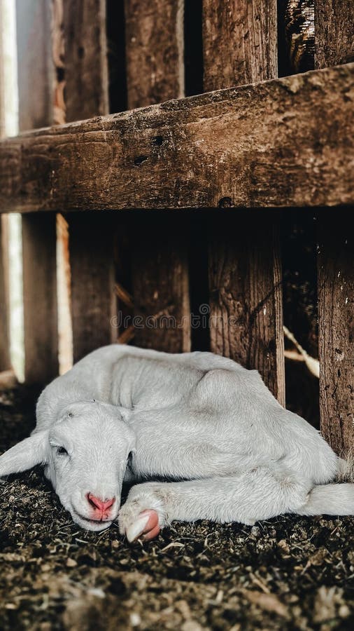 Young Lamb Peacefully Resting in a Rustic Barn, Surrounded by a Wooden ...