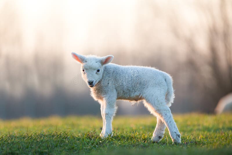 Young lamb stock photo. Image of sheep, fauna, landscape - 37070622