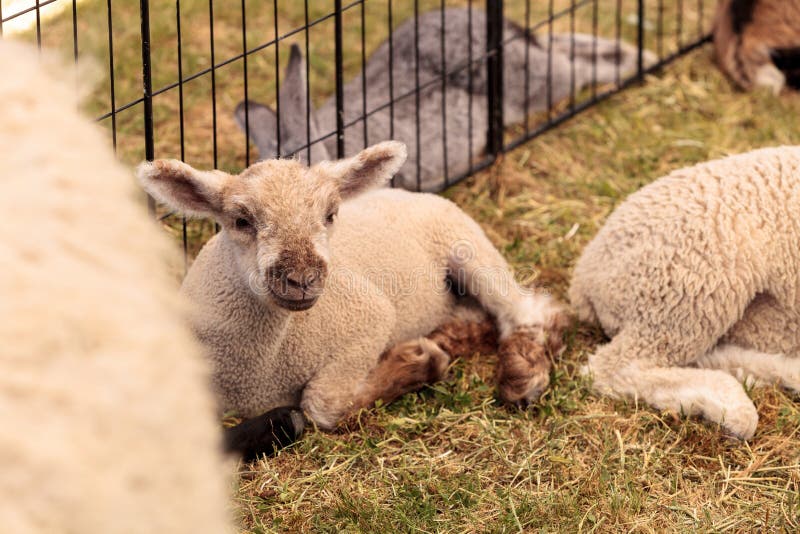 Young Lamb Sheep Rests in a Pen on a Farm Stock Photo - Image of lamb ...