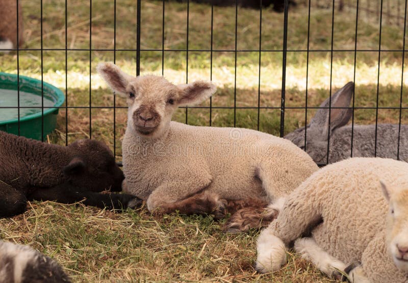 Young Lamb Sheep Rests in a Pen on a Farm Stock Image - Image of field ...