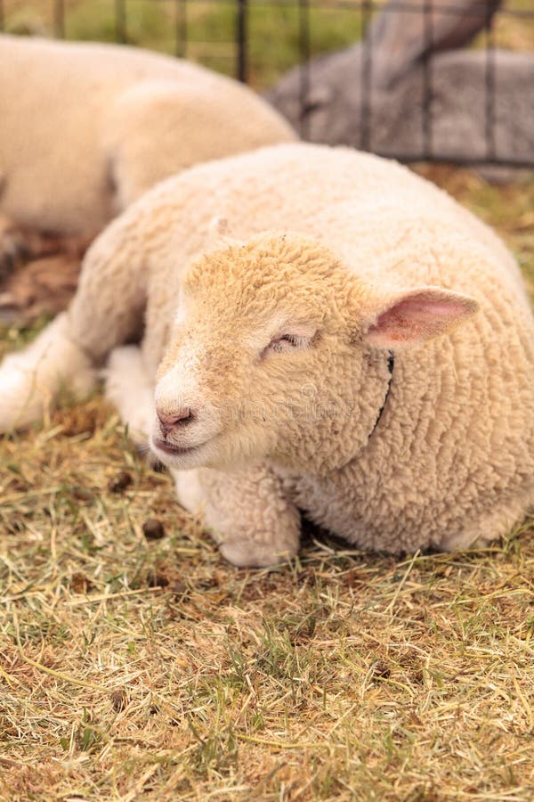 Young Lamb Sheep Rests in a Pen on a Farm Stock Image - Image of ...