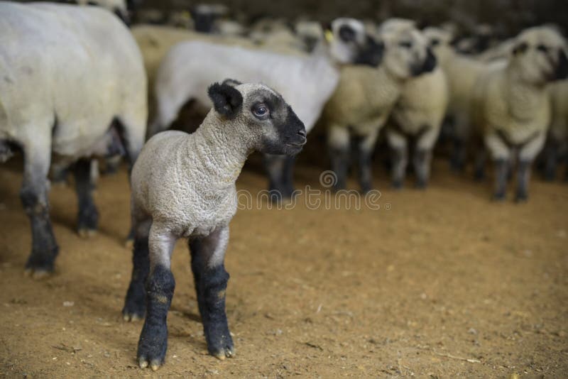Young lamb in a stable stock photo. Image of ecology - 274501580