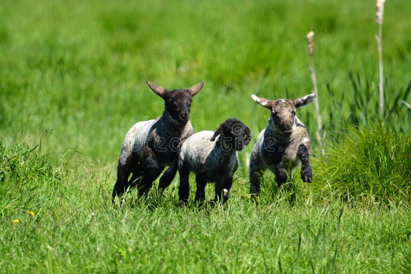 A Young Lamb Standing in Spring Pasture Stock Photo - Image of easter ...