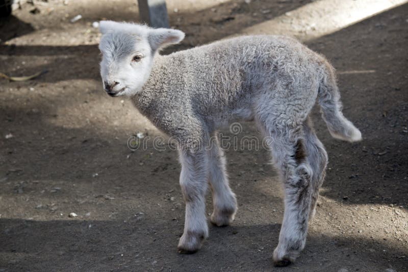 A young lamb stock image. Image of lamb, sheep, animal - 121242163