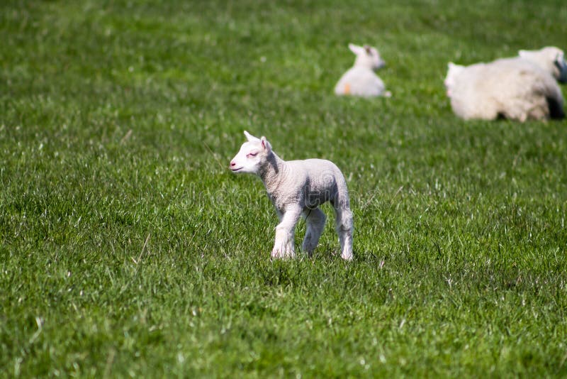 169 Cute Little Lamb Walking Stock Photos - Free & Royalty-Free Stock ...