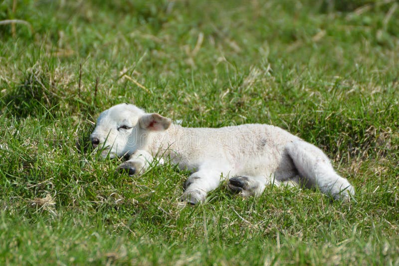 Young Lamb Sleeping in Green Pasture Stock Image - Image of mammal ...