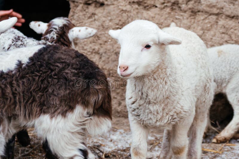 Young Lambs on a Sheep Farm. Many Lambs in One Room. Sheep of Different ...
