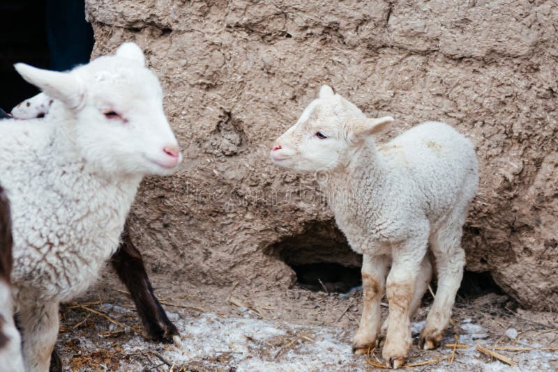 Young Lambs on a Sheep Farm. Many Lambs in One Room. Sheep of Different ...