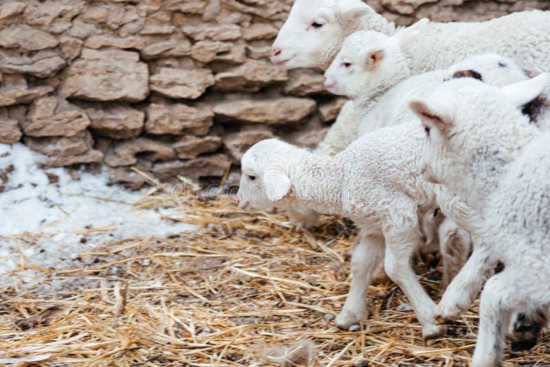 Young Lambs on a Sheep Farm. Many Lambs in One Room. Sheep of Different ...