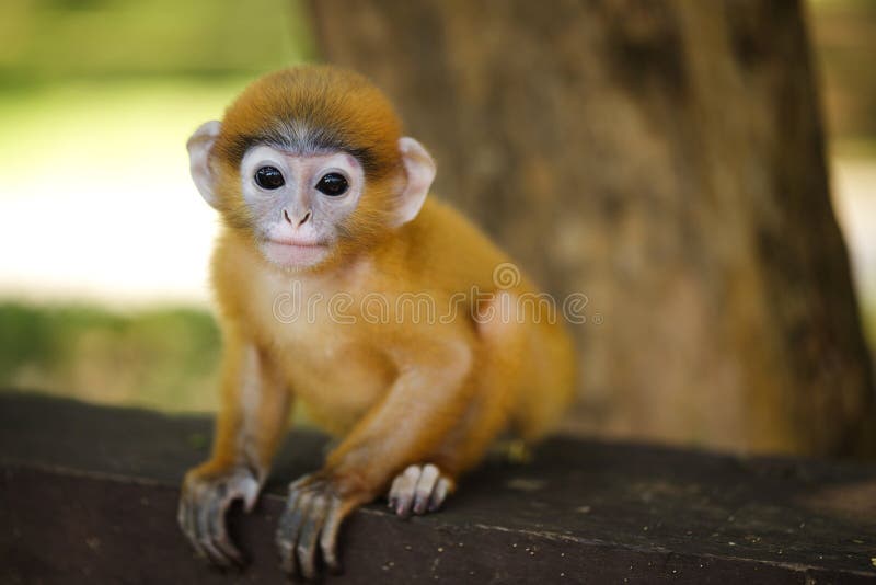 Young langur ape sitting stock photo. Image of leaf, langur - 20790154
