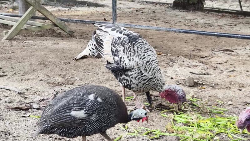 Young Large Turkeys Live on a Rural Farm Stock Video - Video of ...