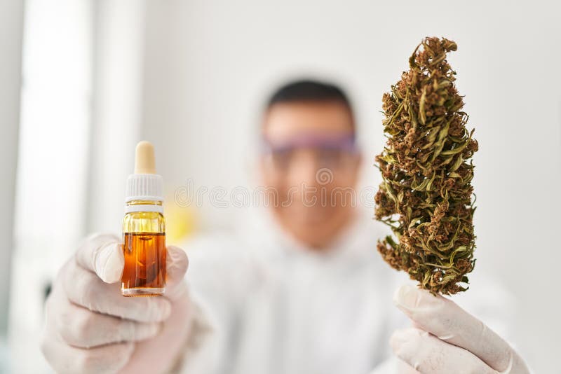 Young Latin Man Scientist Holding Cannabis Herb and Liquid at ...