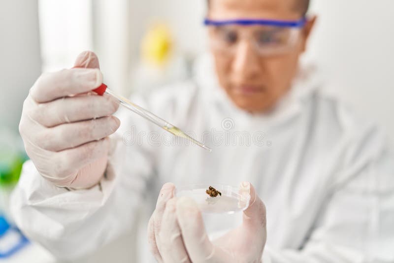 Young Latin Man Scientist Pouring Liquid on Cannabis Herb Sample at ...